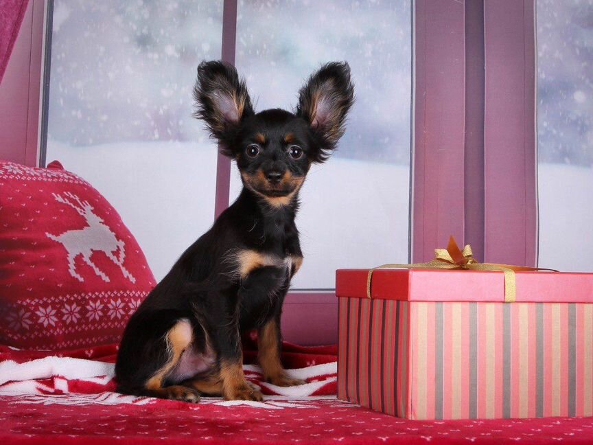 Русский той (той-терьер)