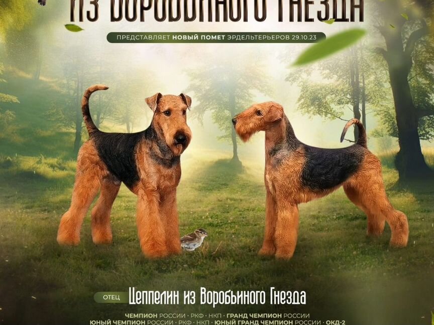 Щенки эрдельтерьера от хозяина кобеля