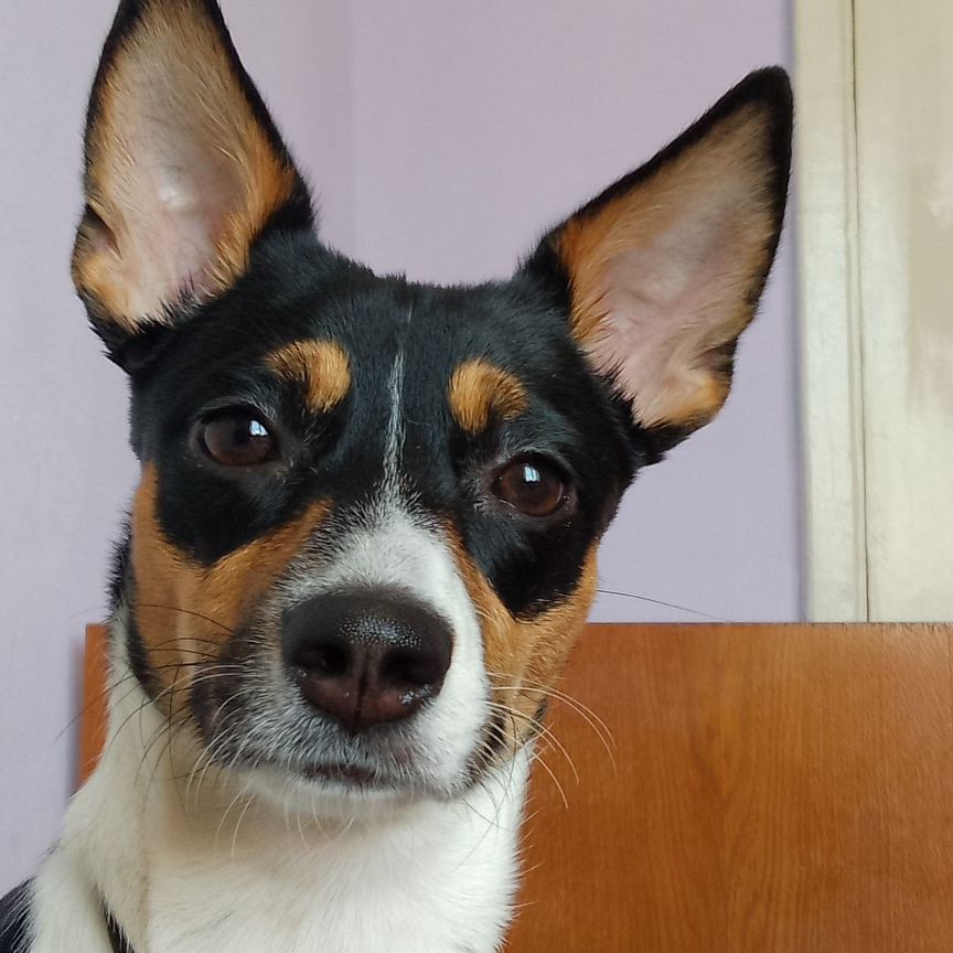 Отдам собаку в добрые руки, город аша