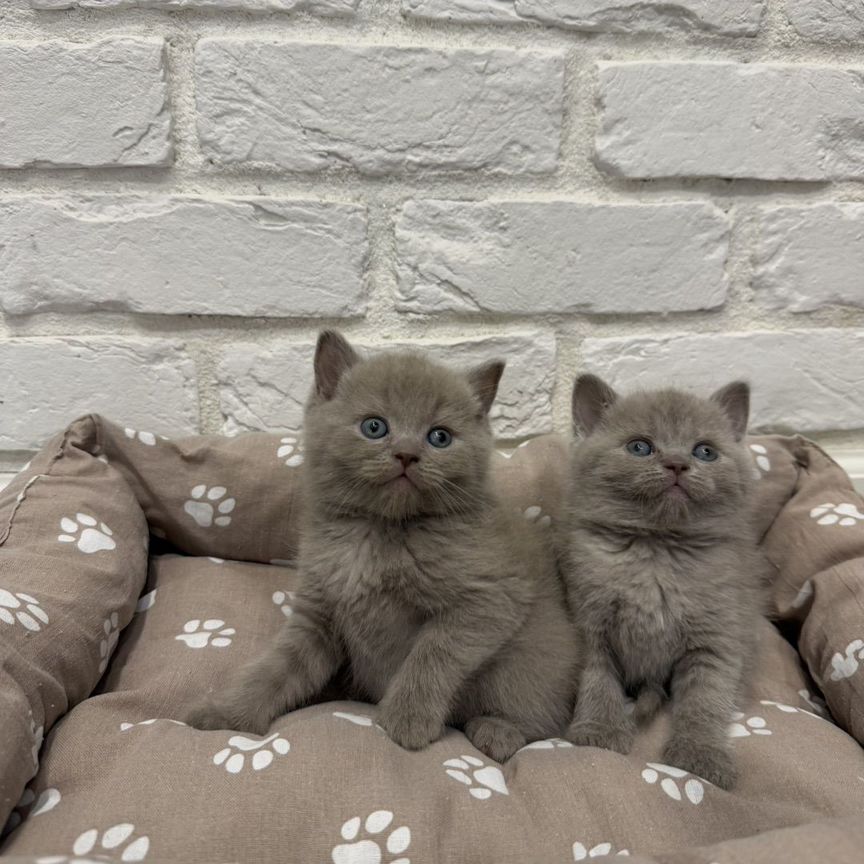Британские котята