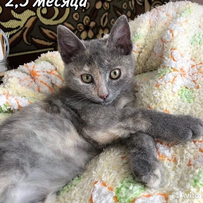 Кошечка редкого мраморного окраса