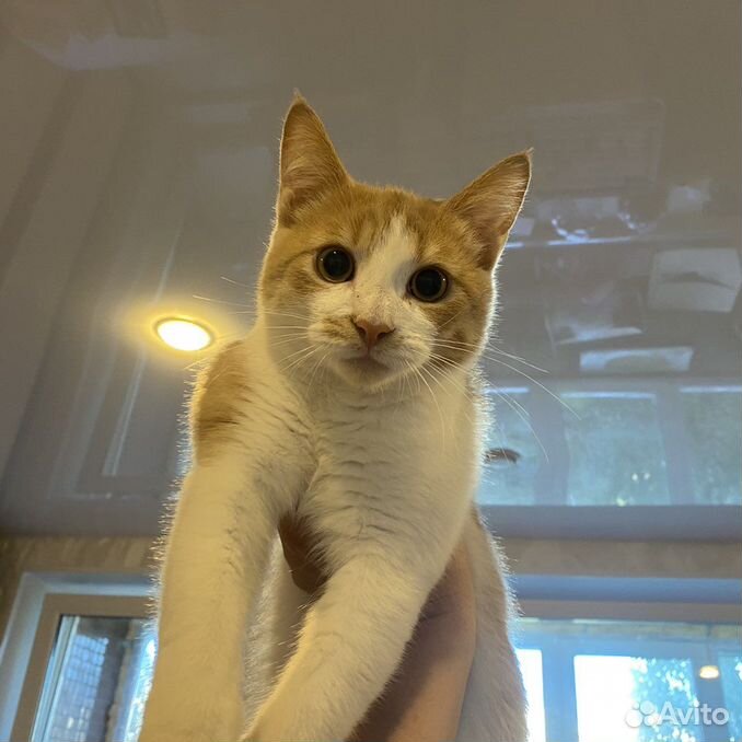 Кот Абрикос