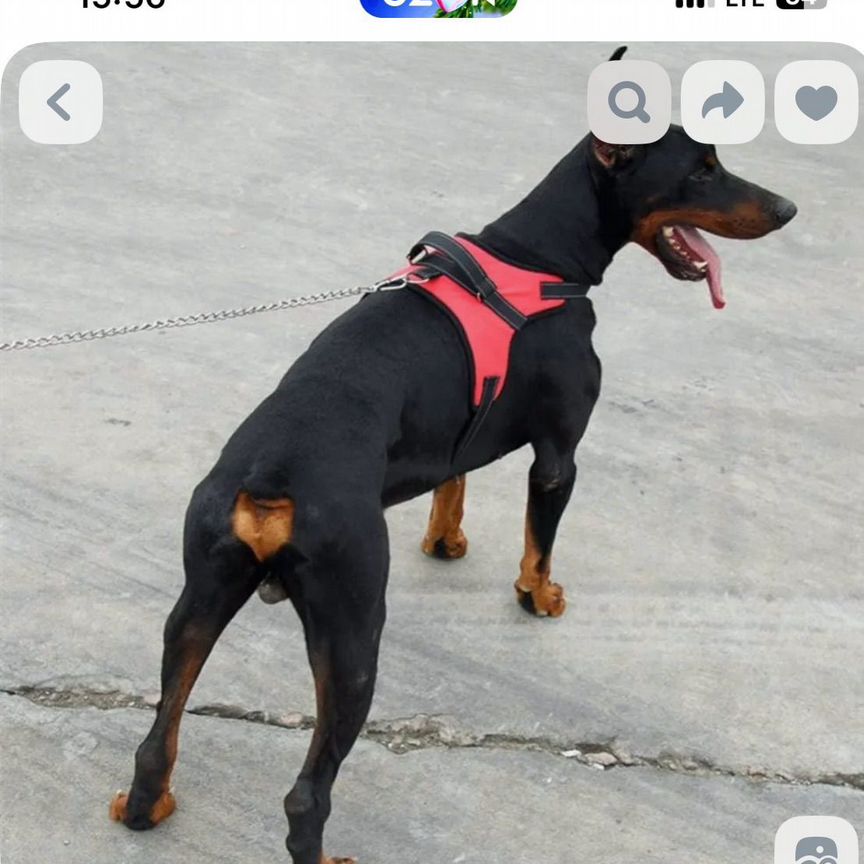 Шлейка для собак