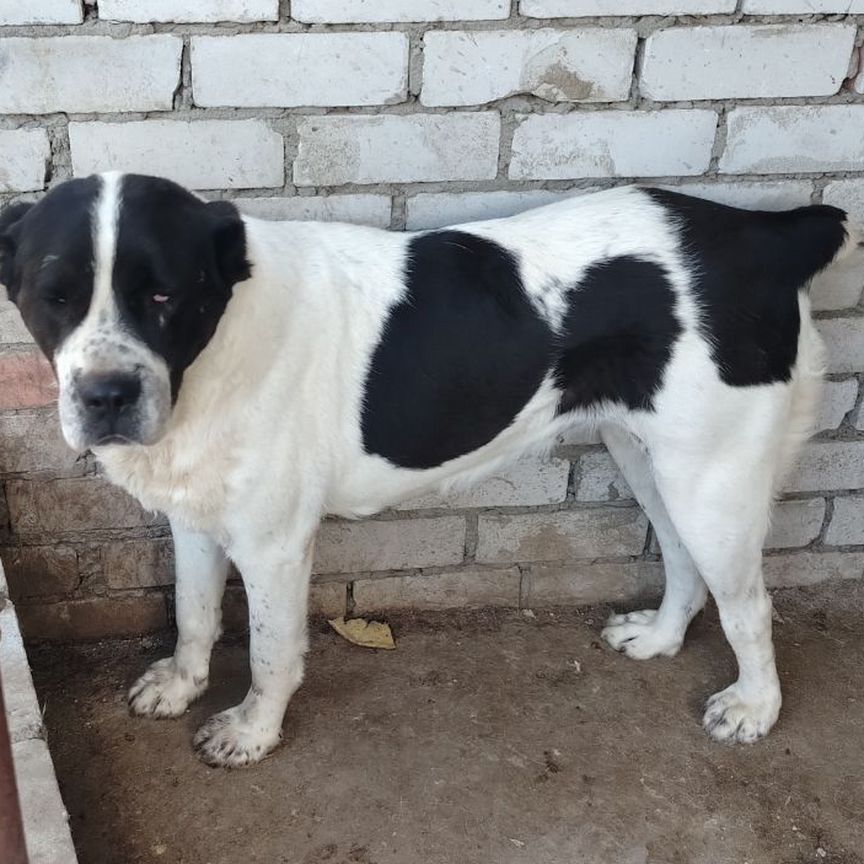 Собака в добрые руки алабай