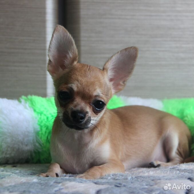 Рыжий красавец