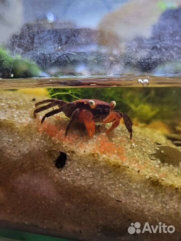 Краб красный дьявол