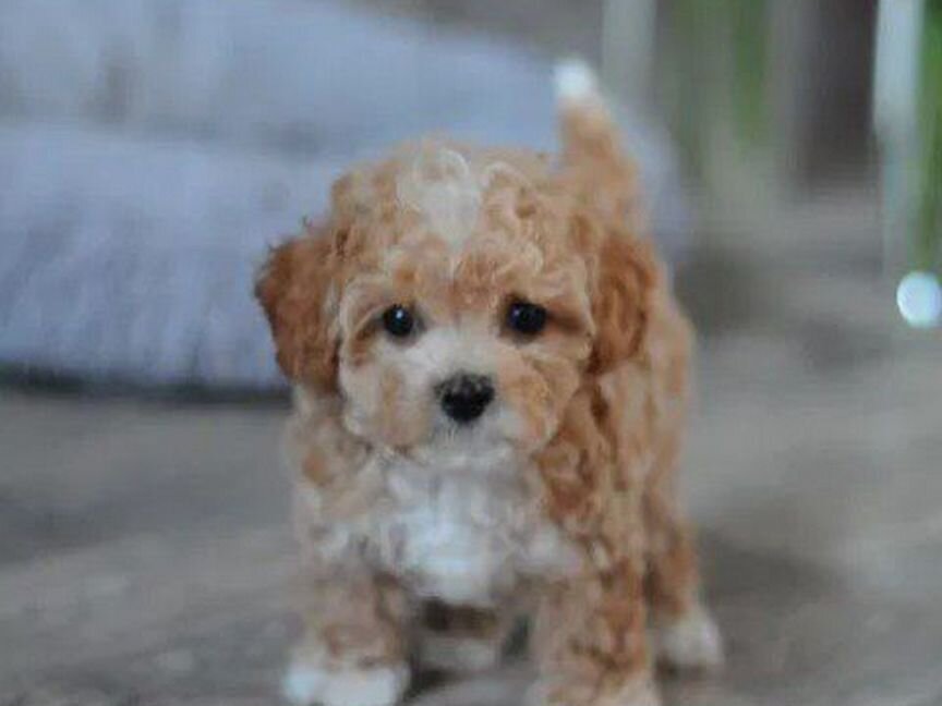 Щенки мальтипу