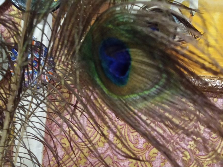 Перо павлина