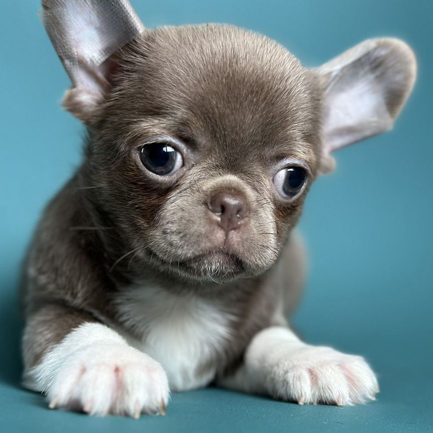 Чихуахуа, щенок