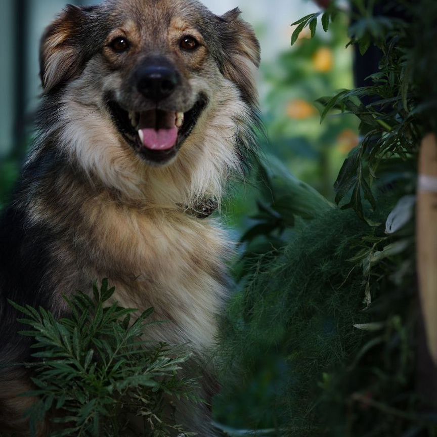 Боня ищет хозяев