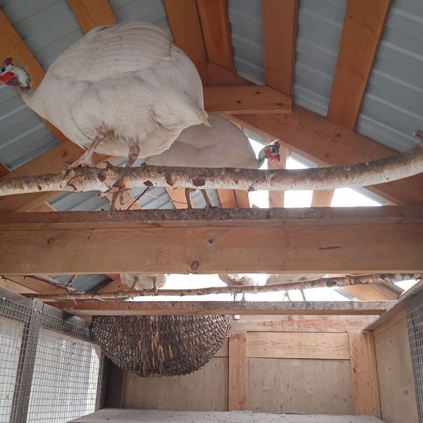 Цесарки тять штук