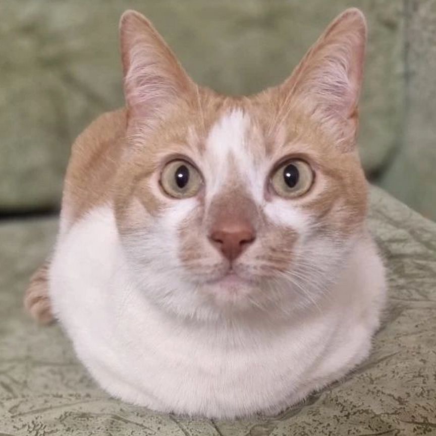 Взрослый кот в добрые руки