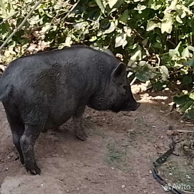 Вьетнамский хряк