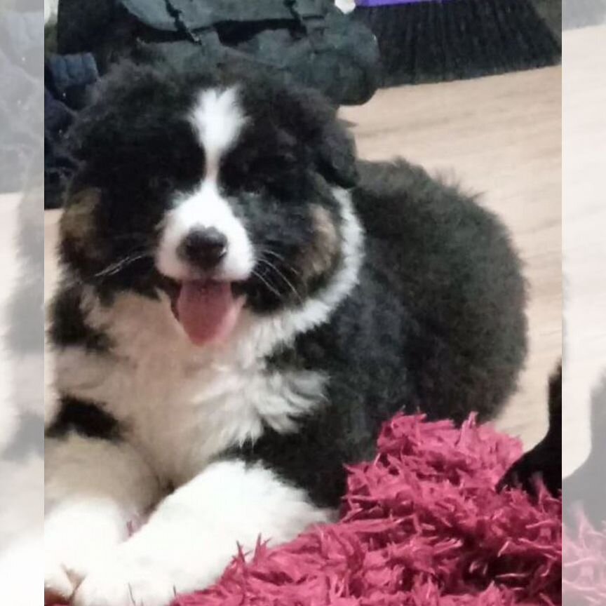 Австралийская овчарка, щенок