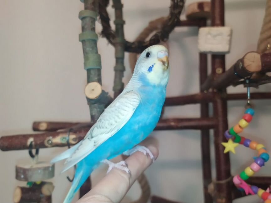 Супер ручная попугай девочка