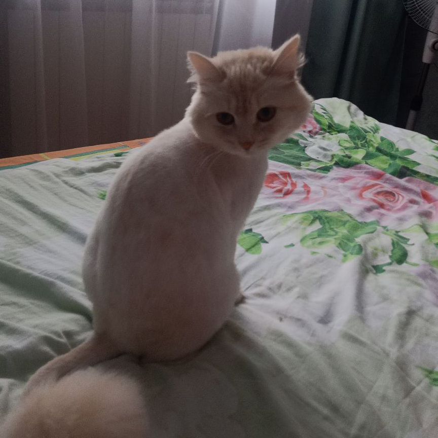 Кошка крысоловка