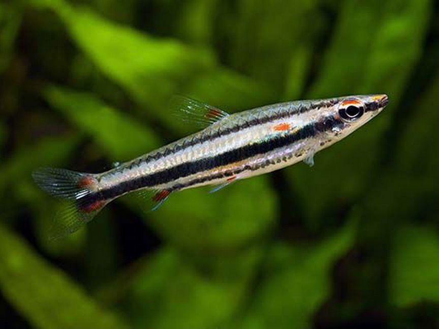 Наностомус Трифасциатус Серебрянный (Nannostomus