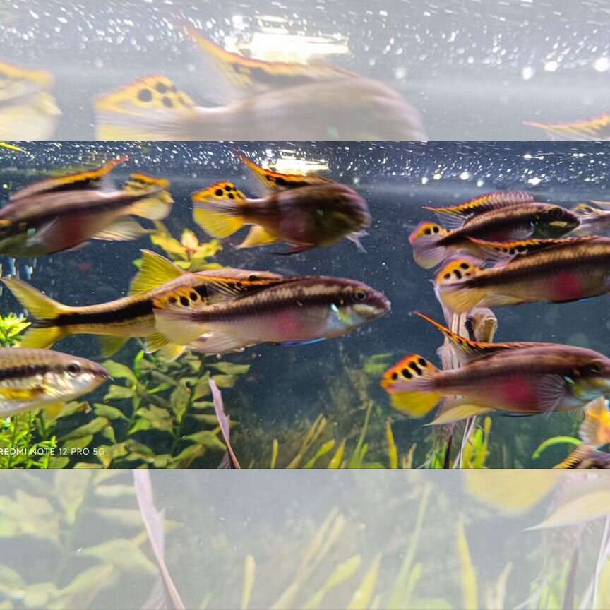 Пельвикахромис пульхера