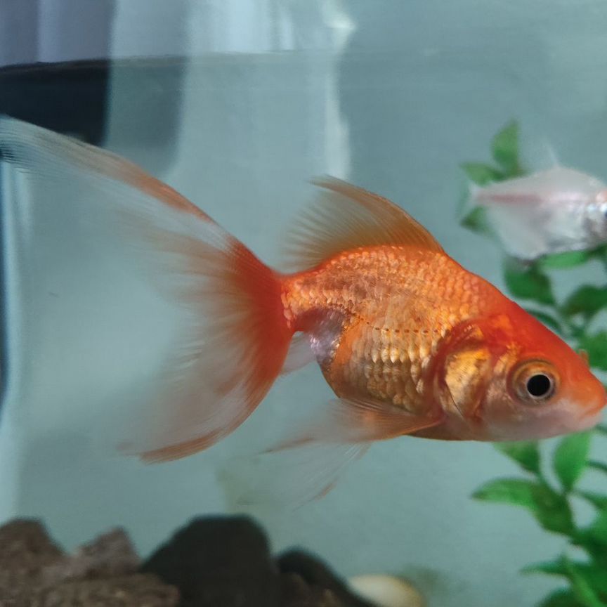 Золотая рыбка вуалехвостая