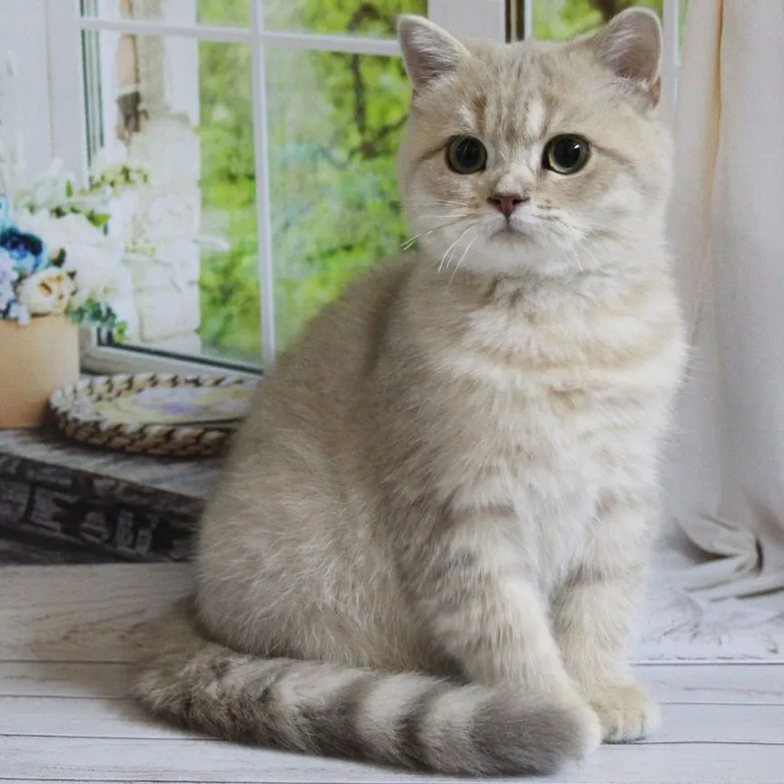 Шотландский мальчик красавчик