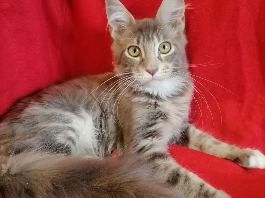 Милашка черепашка мейн кун