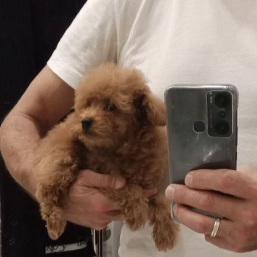 Той-пудель, мини