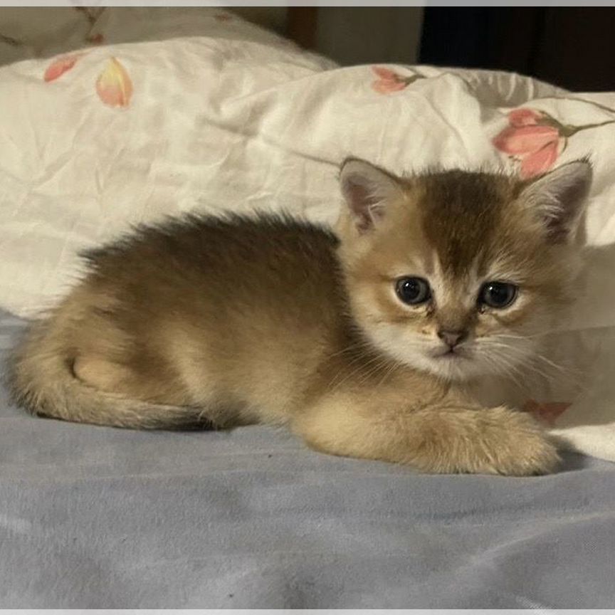 Шотландский прямоухий короткошёрстный котёнок