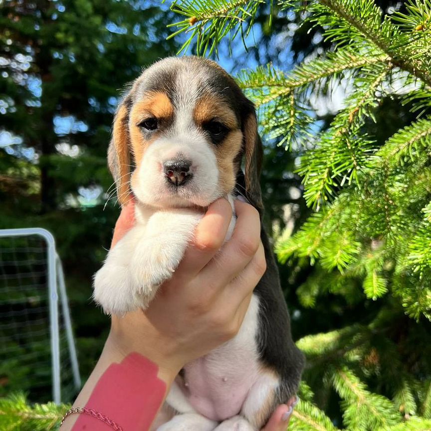 Щенки бигль