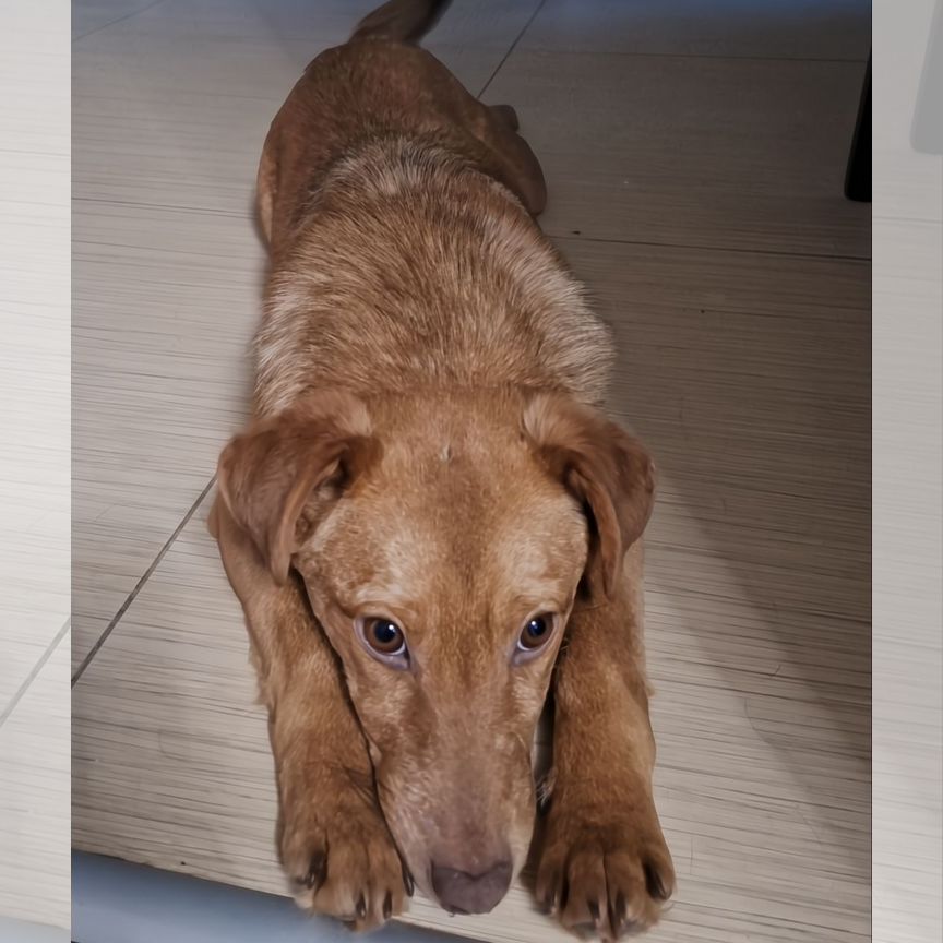 Щенок в добрые руки