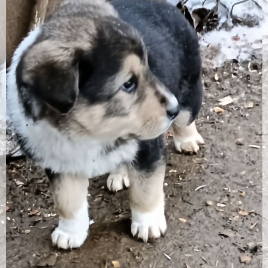 Щенок в добрые руки