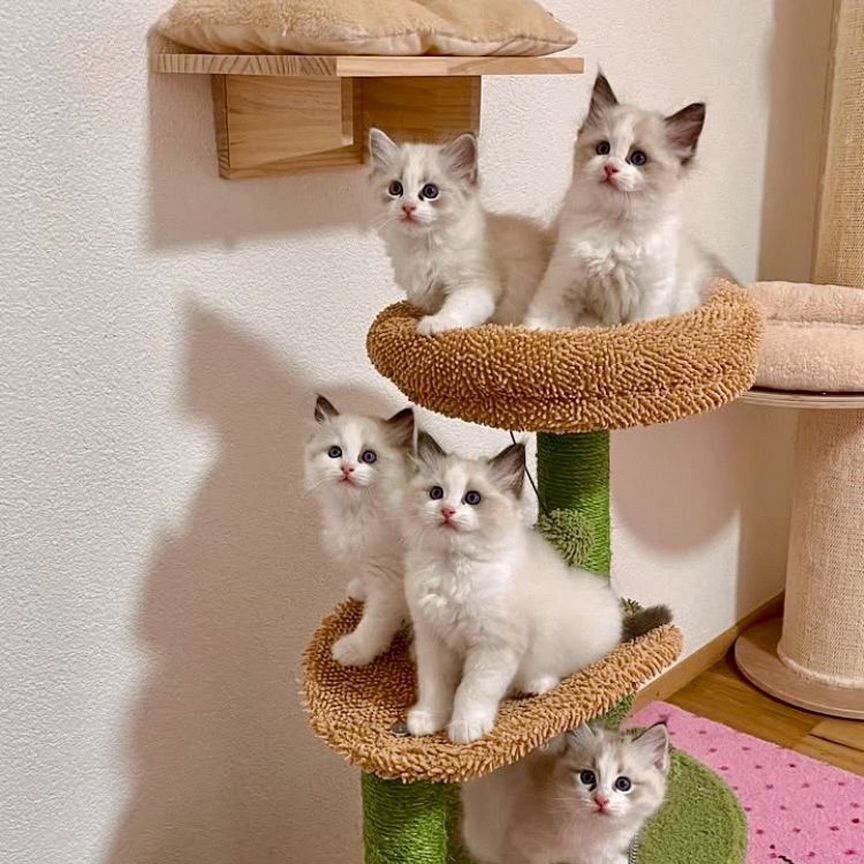 Котята Рэгдолл