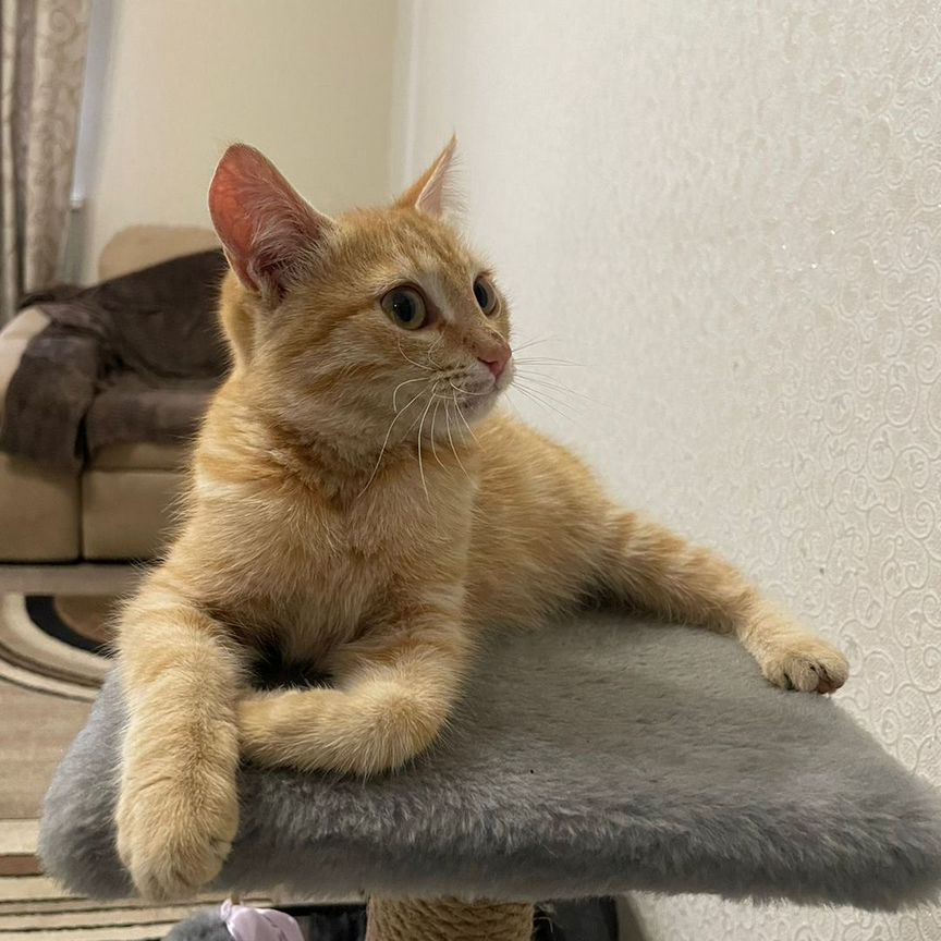 Рыжий котенок в добрые руки