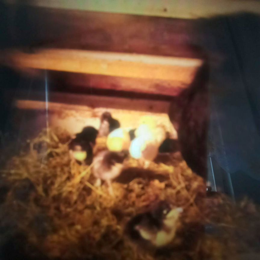 Цыплята суточные вывелись 14.02