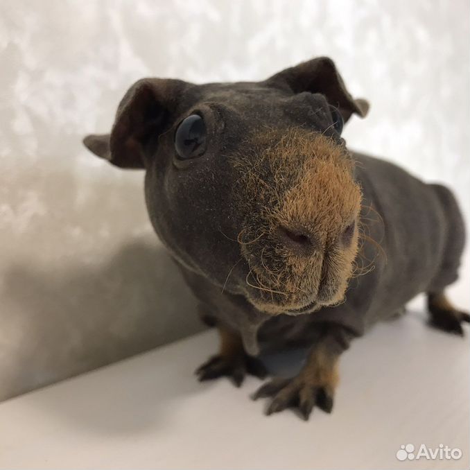 Морская свинка скинни