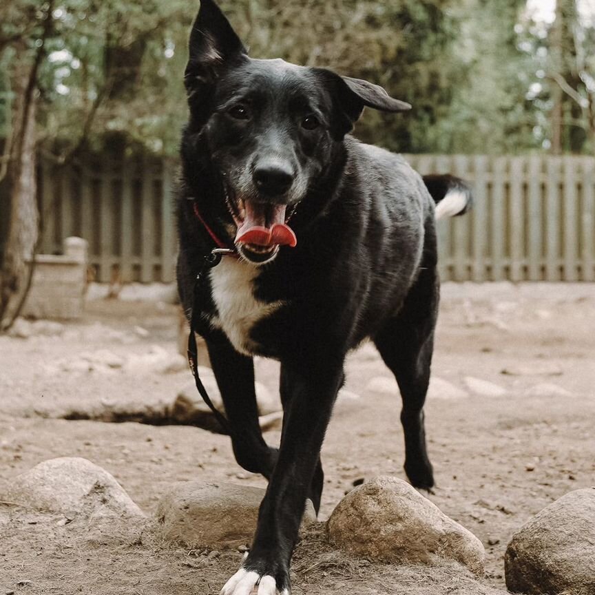Взрослая собака в добрые руки