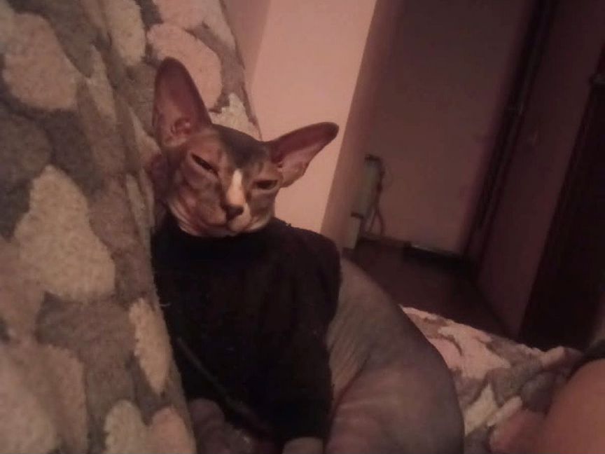 Донской сфинкс