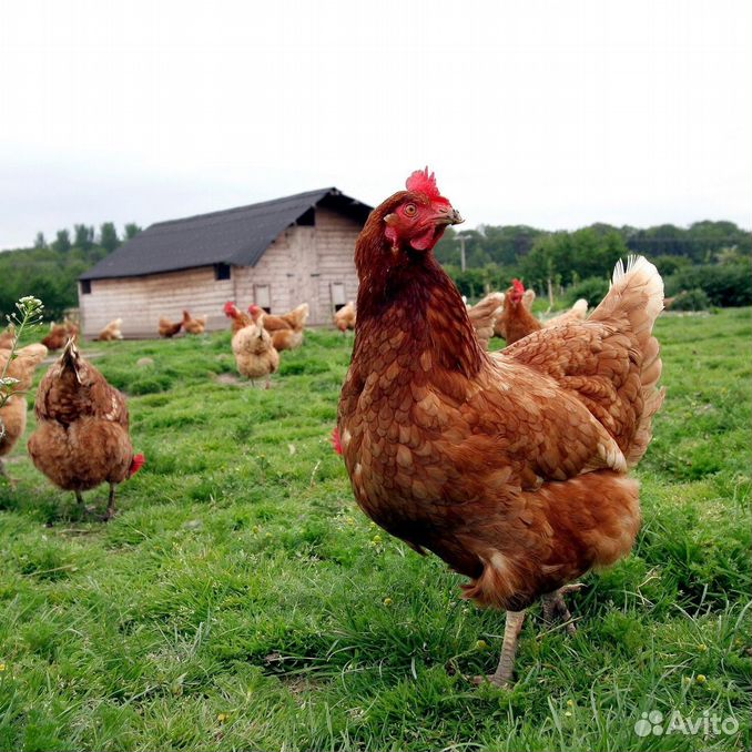 Взрослые куры несушки
