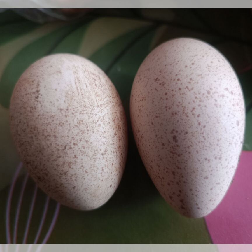 Яйца индюшиные инкубационные