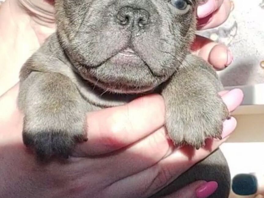 Французский бульдог голубой мини