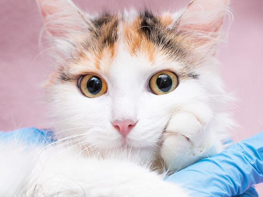 Трехцветная кошка Камилла 10 месяцев вдар