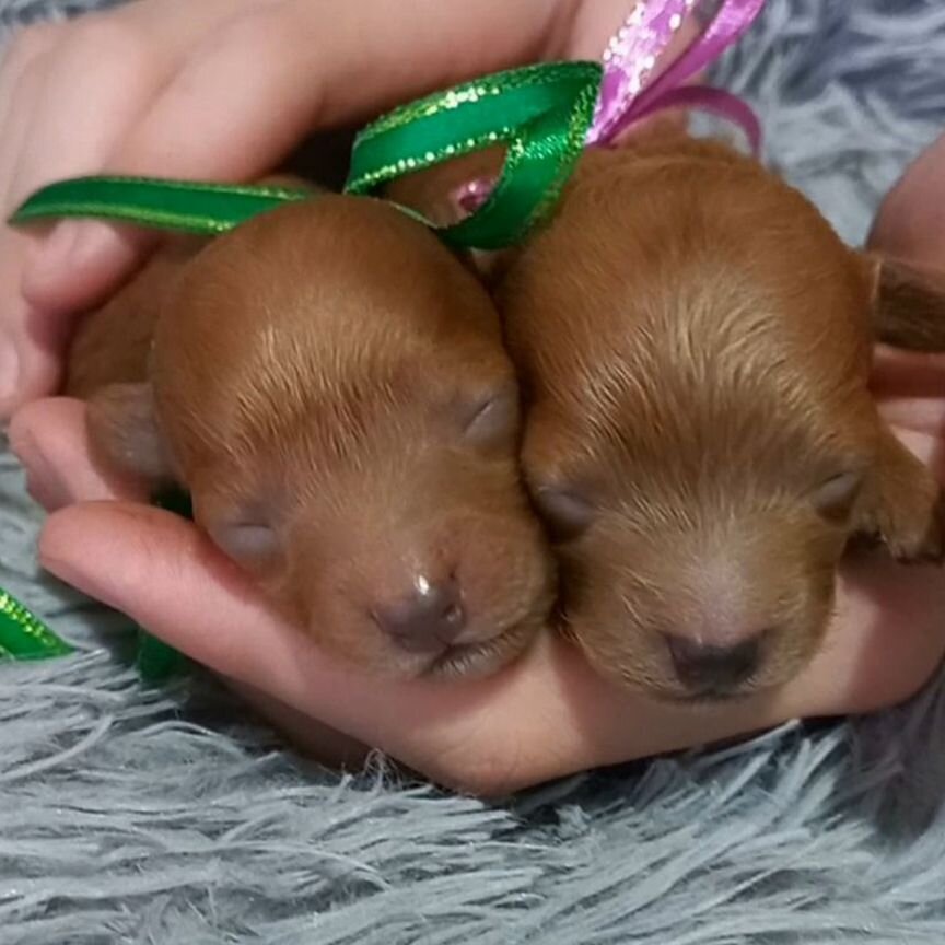 Той-пудель, щенок