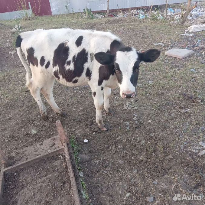 Бычки и телки