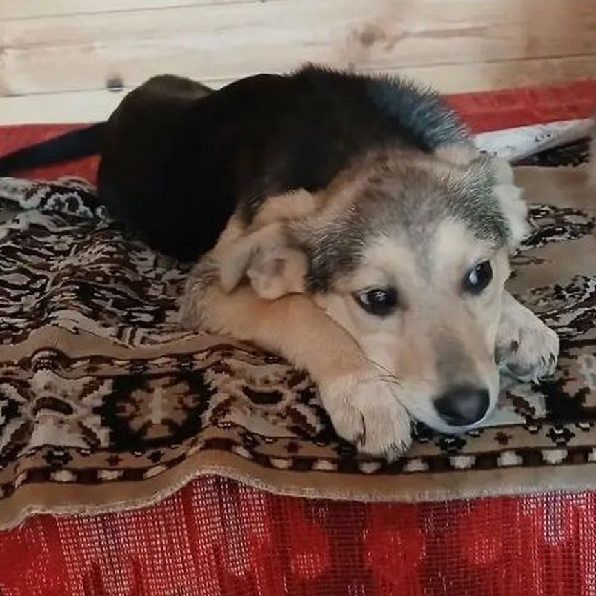 Щенок в добрые руки