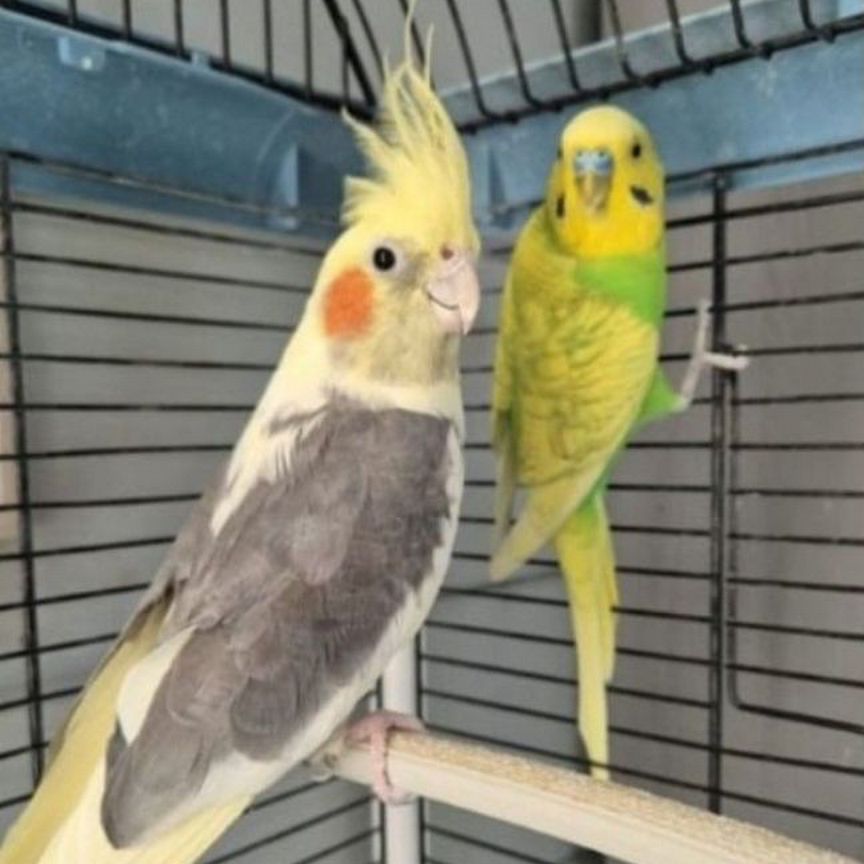 Продам попугаев с клеткой