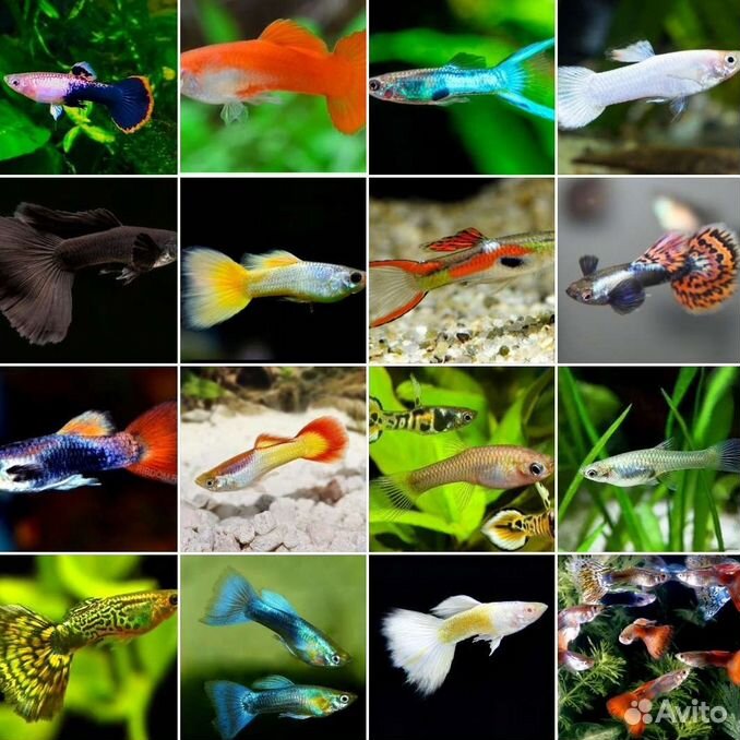 Гуппи ассортимент в магазине