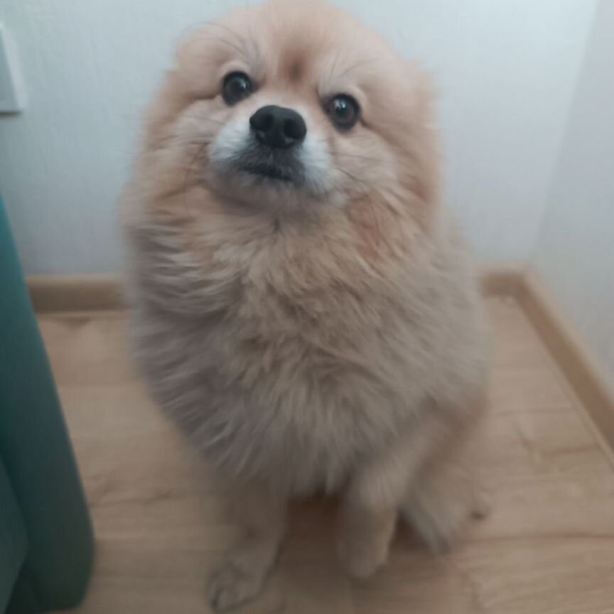 Немецкий шпиц