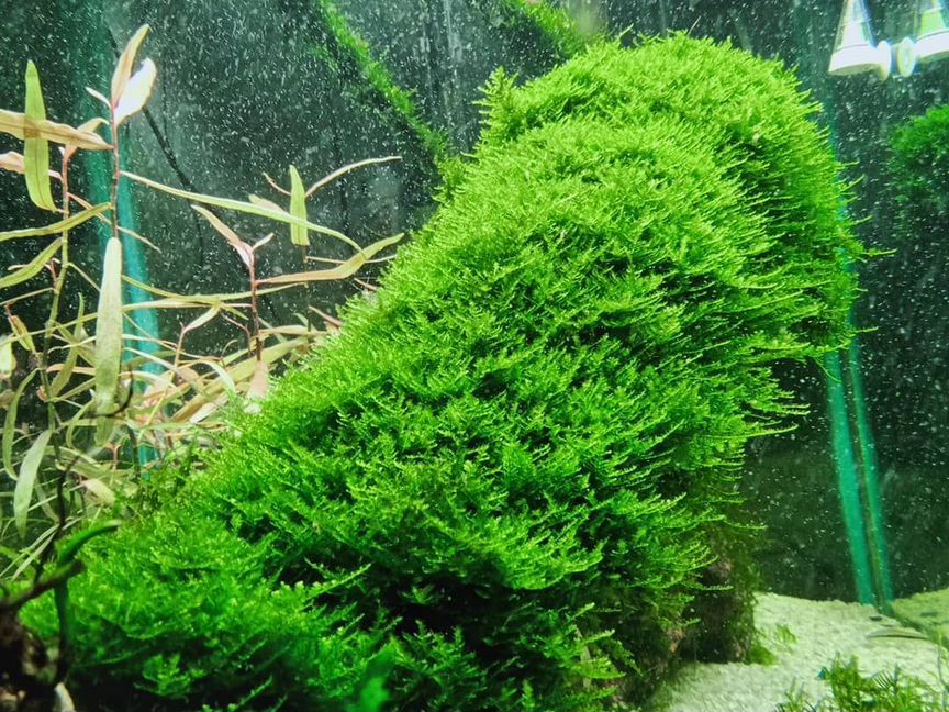 Мох рождественский