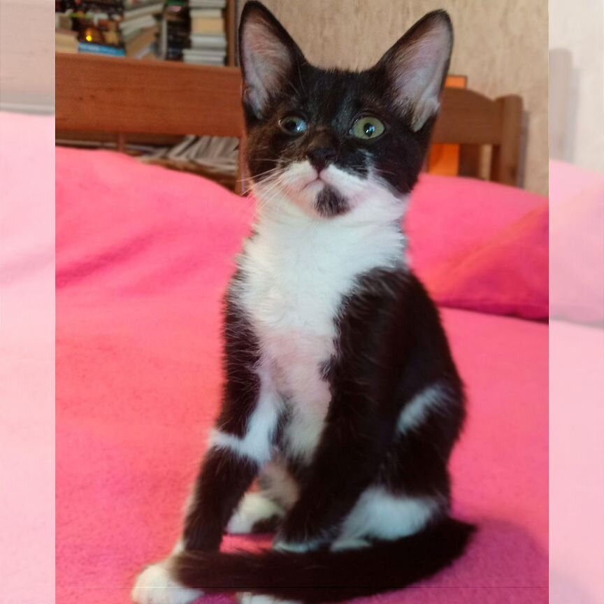 Котенок девочка