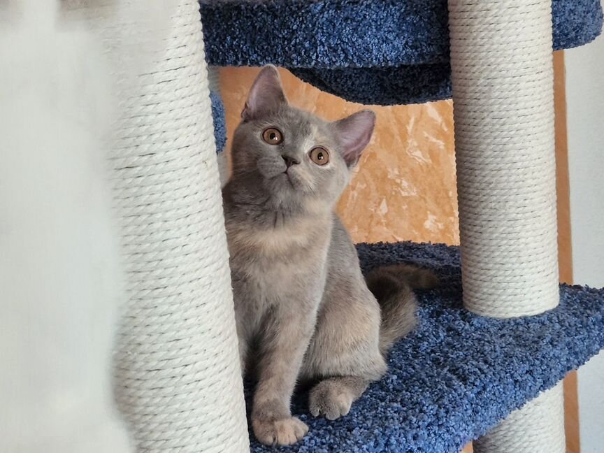 Сроочно нужен дом шикарная лиловая девочка