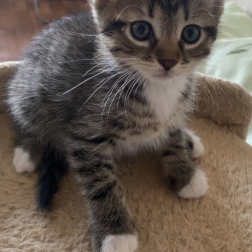 Сиамские котята